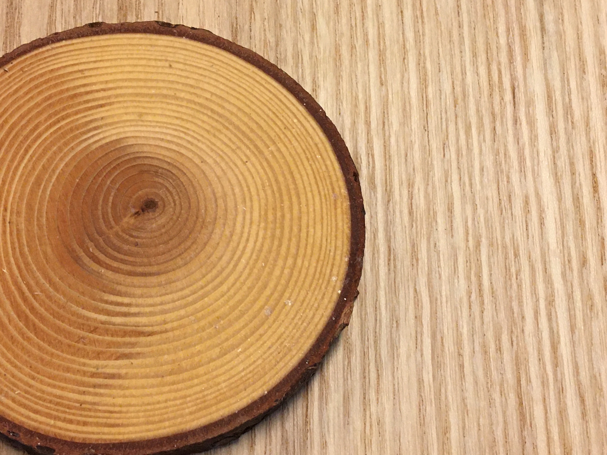 Tough Trees and Growth Rings | Brooks Mendell